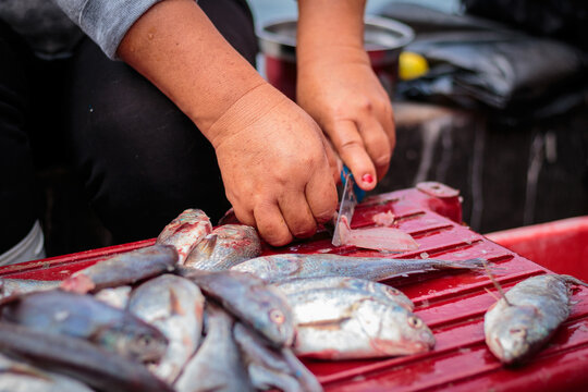 "Cutting Fish" Imagens – Procure 550 fotos, vetores e vídeos | Adobe Stock