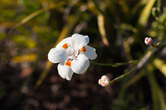 Moreia Images – Browse 46 Stock Photos, Vectors, and Video | Adobe Stock