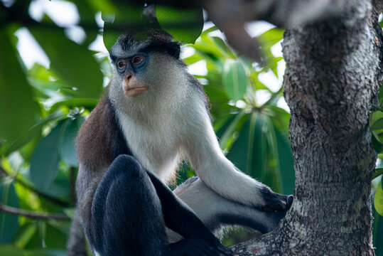 "Mona Monkey" Images – Browse 252 Stock Photos, Vectors, and Video ...