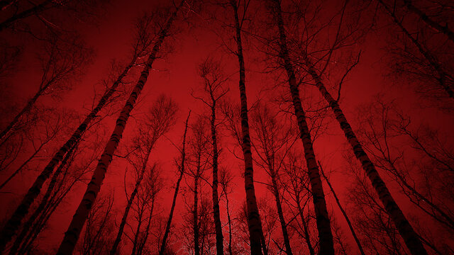 Creepy Red Forest Wallpaper
