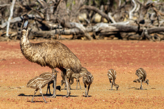 รูปภาพEmu – เลือกดูภาพถ่ายสต็อก เวกเตอร์ และวิดีโอ26,969 | Adobe Stock