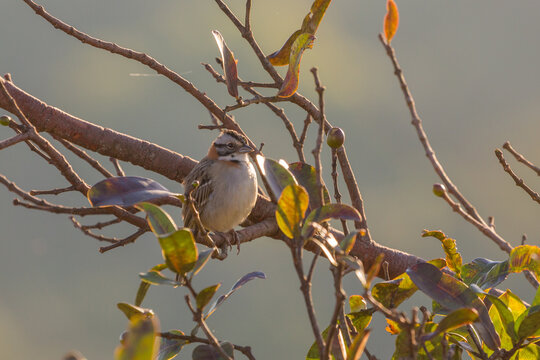 Chincol Images – Browse 41 Stock Photos, Vectors, and Video | Adobe Stock