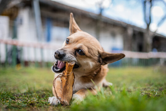 รูปภาพChivava – เลือกดูภาพถ่ายสต็อก เวกเตอร์ และวิดีโอ96 | Adobe Stock