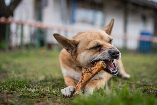 รูปภาพChivava – เลือกดูภาพถ่ายสต็อก เวกเตอร์ และวิดีโอ94 | Adobe Stock