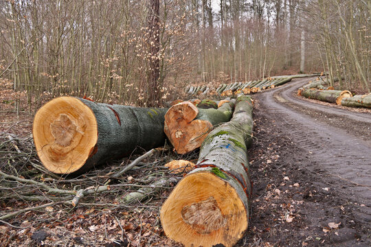 รูปภาพHolzverkauf – เลือกดูภาพถ่ายสต็อก เวกเตอร์ และวิดีโอ246 | Adobe Stock