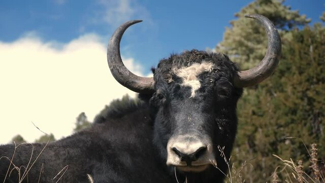 Yak Images – Browse 52,109 Stock Photos, Vectors, and Video | Adobe Stock