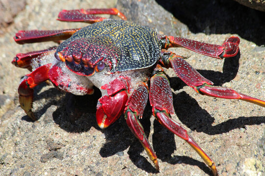 รูปภาพKrebstier – เลือกดูภาพถ่ายสต็อก เวกเตอร์ และวิดีโอ2,869 | Adobe Stock