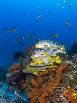 รูปภาพPutzerfisch – เลือกดูภาพถ่ายสต็อก เวกเตอร์ และวิดีโอ68 | Adobe Stock