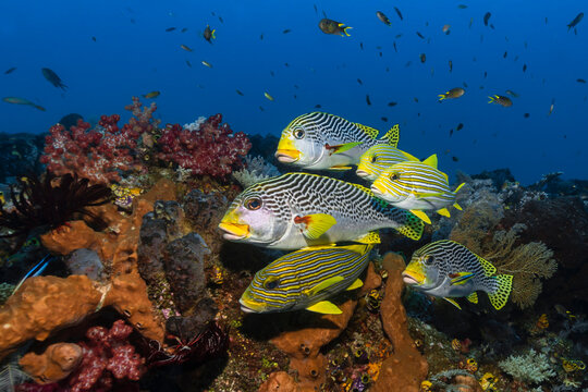 รูปภาพPutzerfisch – เลือกดูภาพถ่ายสต็อก เวกเตอร์ และวิดีโอ79 | Adobe Stock