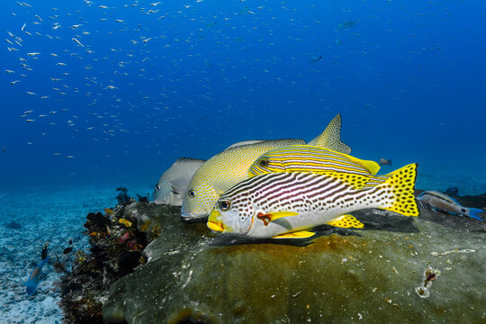 Putzerfisch Images – Browse 63 Stock Photos, Vectors, and Video | Adobe ...