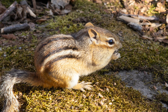 Chippy Images – Browse 11,955 Stock Photos, Vectors, and Video | Adobe ...