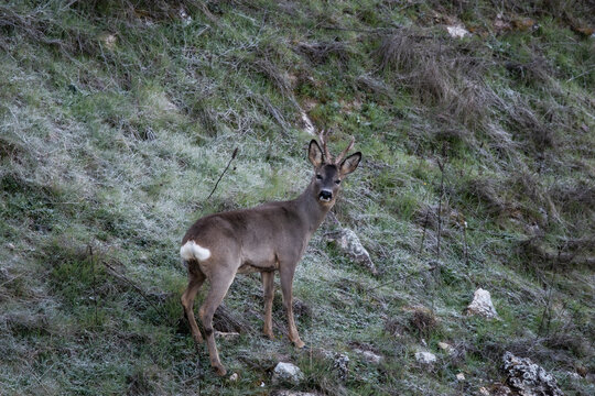 รูปภาพCorzo – เลือกดูภาพถ่ายสต็อก เวกเตอร์ และวิดีโอ605 | Adobe Stock