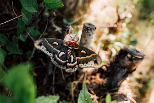 Giant Moth Images – Browse 5,181 Stock Photos, Vectors, and Video ...