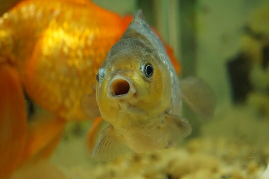 Kingyo Images – Browse 60 Stock Photos, Vectors, and Video | Adobe Stock