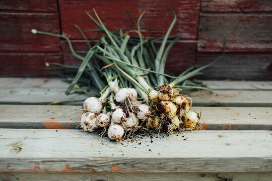 Onionland Bilder – Durchsuchen 35,564 Archivfotos, Vektorgrafiken und ...