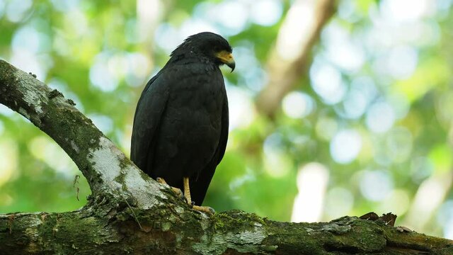 Black-Hawk Images – Browse 78 Stock Photos, Vectors, and Video | Adobe ...