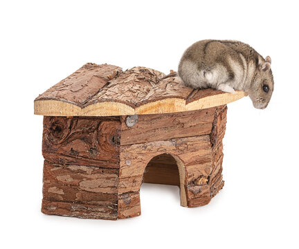 Hamsterbacken Bilder – Durchsuchen 1,649 Archivfotos, Vektorgrafiken ...