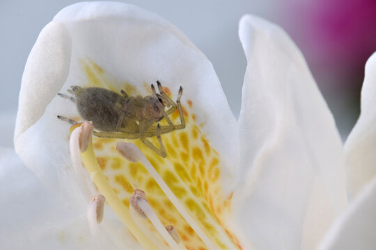 รูปภาพRhody – เลือกดูภาพถ่ายสต็อก เวกเตอร์ และวิดีโอ298 | Adobe Stock