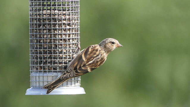Redpol Bilder – Durchsuchen 110 Archivfotos, Vektorgrafiken und Videos ...