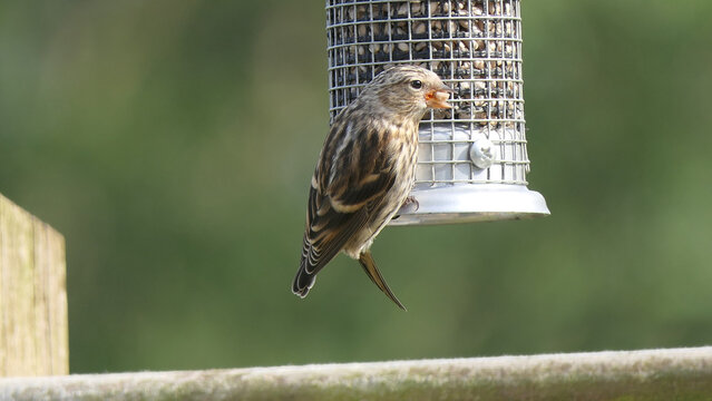 Redpol Bilder – Durchsuchen 110 Archivfotos, Vektorgrafiken und Videos ...
