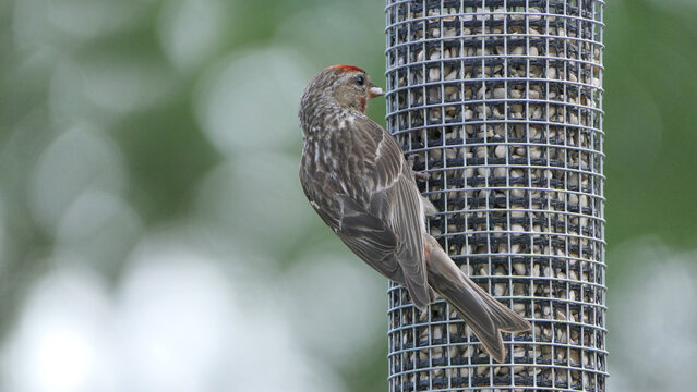 Redpol Bilder – Durchsuchen 110 Archivfotos, Vektorgrafiken und Videos ...