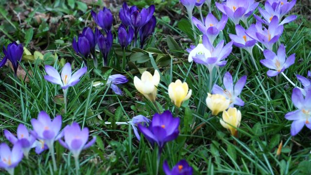 Crocus Video Footage – Browse 5,836 HD Stock Video and Footage | Adobe ...