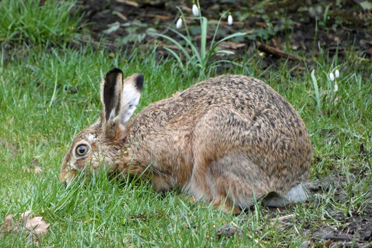 "Young Hare"-Bilder: Stock-Fotos & -Videos. | Adobe Stock
