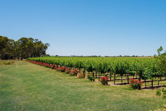 Grapevine Images – Browse 1,295,781 Stock Photos, Vectors, and Video ...