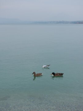 Entenangeln-Bilder: Stock-Fotos & -Videos. | Adobe Stock