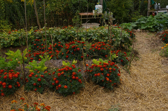 Uprawa Bilder – Durchsuchen 13,003 Archivfotos, Vektorgrafiken und ...