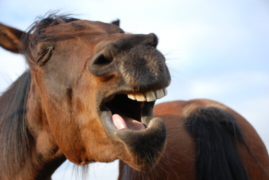 รูปภาพGahn – เลือกดูภาพถ่ายสต็อก เวกเตอร์ และวิดีโอ294 | Adobe Stock