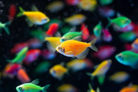 Glofish Under Blue Light