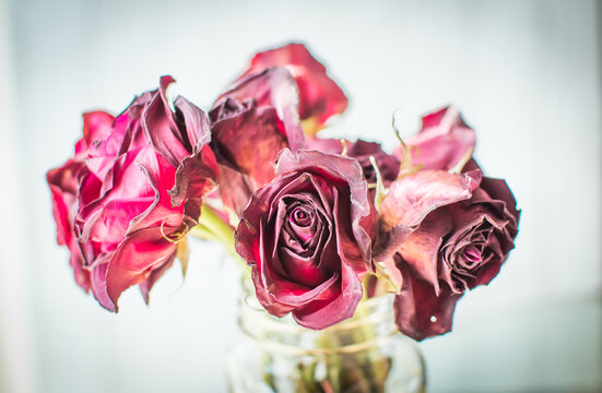 "Wilted Roses" Images – Browse 84 Stock Photos, Vectors, and Video ...