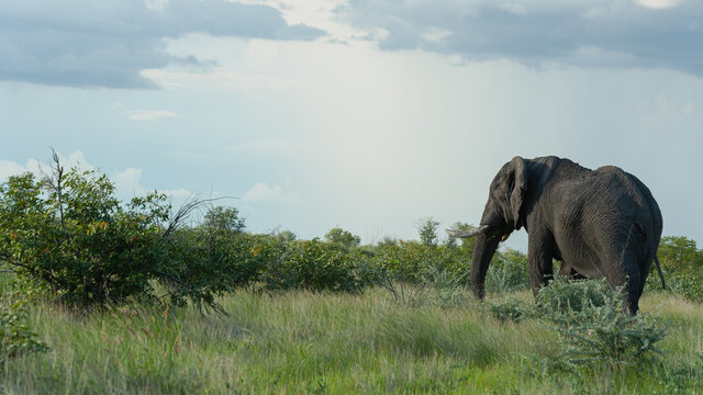 Gouching bilder – Bläddra bland 1,831 stockfoton, vektorer och videor ...