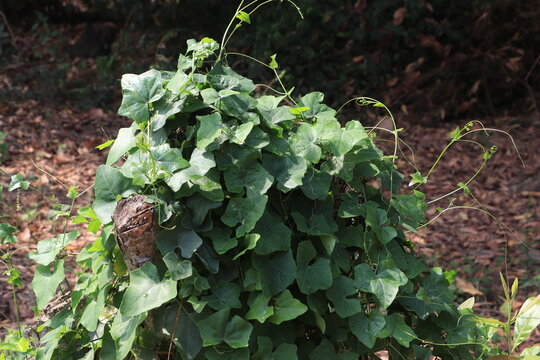 รูปภาพTindla – เลือกดูภาพถ่ายสต็อก เวกเตอร์ และวิดีโอ2,110 | Adobe Stock