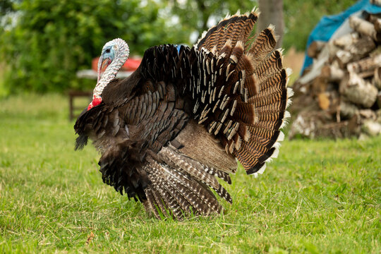 Obrazy (Indyk) — zdjęcia, wektory i wideo bez tantiem (2,171) | Adobe Stock