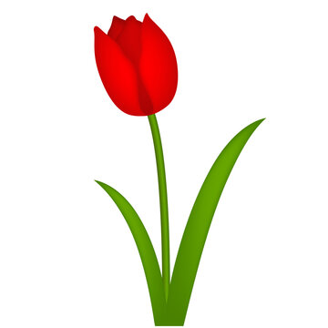 Single Tulip Clipart