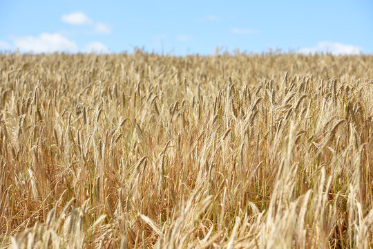 Wintergerste Images – Browse 402 Stock Photos, Vectors, and Video ...