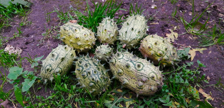 Under-Ripe Images – Browse 13 Stock Photos, Vectors, and Video | Adobe ...