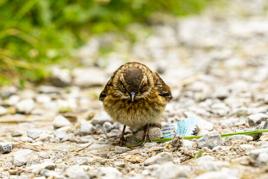 Imágenes de Wróbel: descubre bancos de fotos, ilustraciones, vectores y ...
