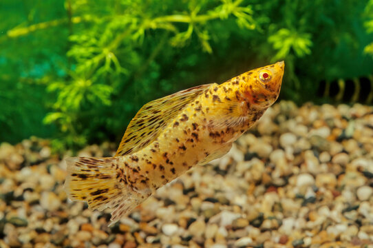 Lister Les Types De Molly Fish