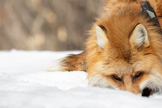 3,501 BESTE Fuchsspuren BILDER, STOCK-FOTOS & -VEKTORGRAFIKEN | Adobe Stock