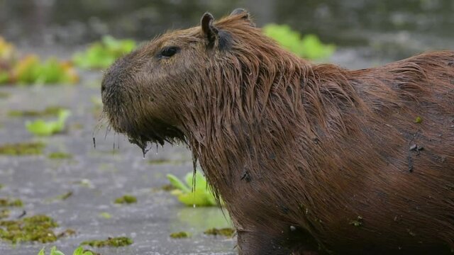 รูปภาพCapibara – เลือกดูภาพถ่ายสต็อก เวกเตอร์ และวิดีโอ13,278 | Adobe Stock