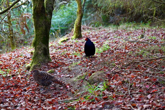 รูปภาพChaoping – เลือกดูภาพถ่ายสต็อก เวกเตอร์ และวิดีโอ97 | Adobe Stock