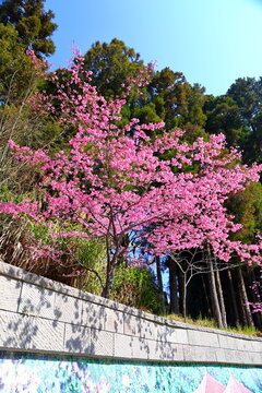 รูปภาพChaoping – เลือกดูภาพถ่ายสต็อก เวกเตอร์ และวิดีโอ97 | Adobe Stock