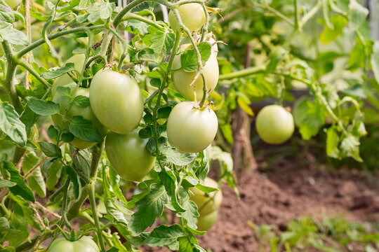 Strauchtomate Bilder – Durchsuchen 40,203 Archivfotos, Vektorgrafiken ...