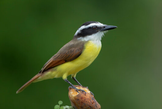 "Pitangus Sulphuratus" Images – Browse 3,027 Stock Photos, Vectors, and ...