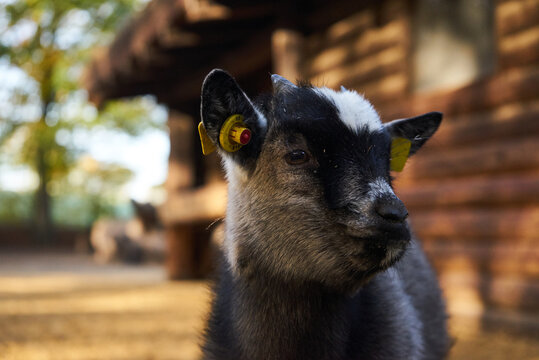 Baby-Ziege-Bilder: Stock-Fotos & -Videos. | Adobe Stock
