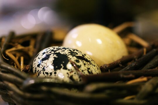 Vogelei Bilder – Durchsuchen 6,215 Archivfotos, Vektorgrafiken und ...