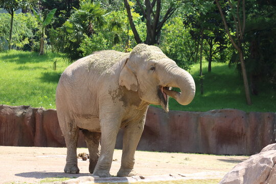 Pachiderma Bilder – Durchsuchen 820 Archivfotos, Vektorgrafiken und ...